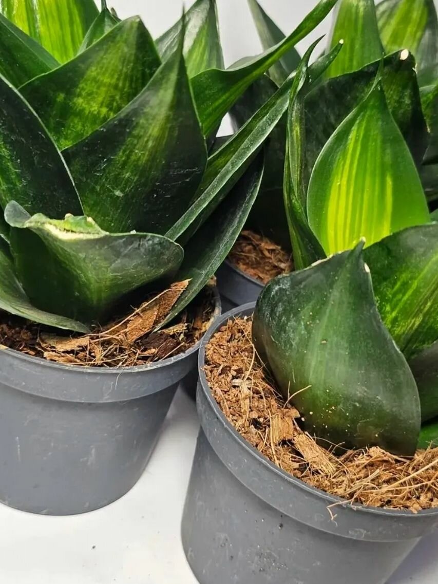 Сансевиерия Ханни Грин Мулд Медиопикта Sansevieria Green mould mediopicta — фото 1