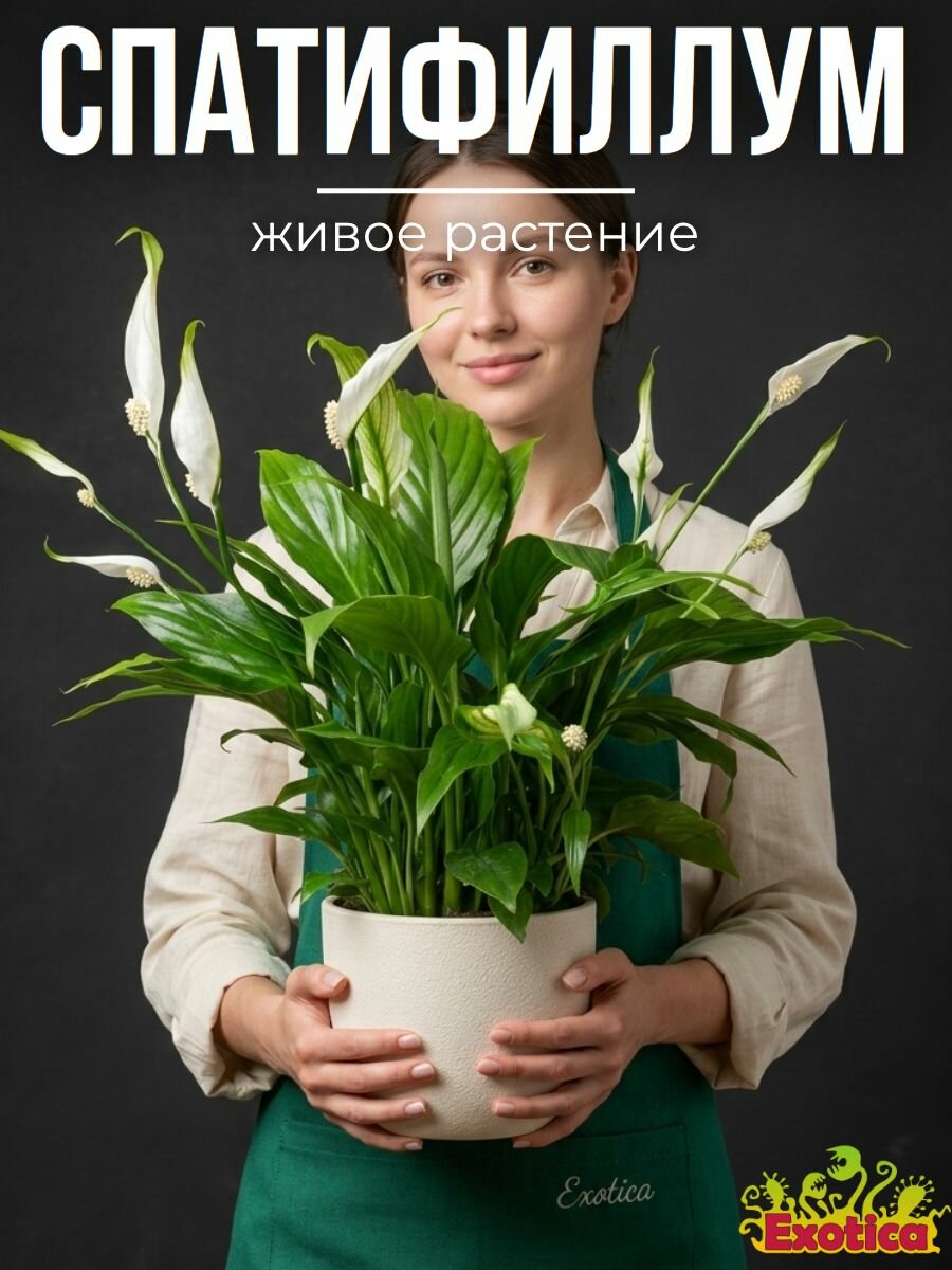 Спатифиллум Перл Купидо (Spathiphyllum Pearl Cupido) D6см, живой цветок