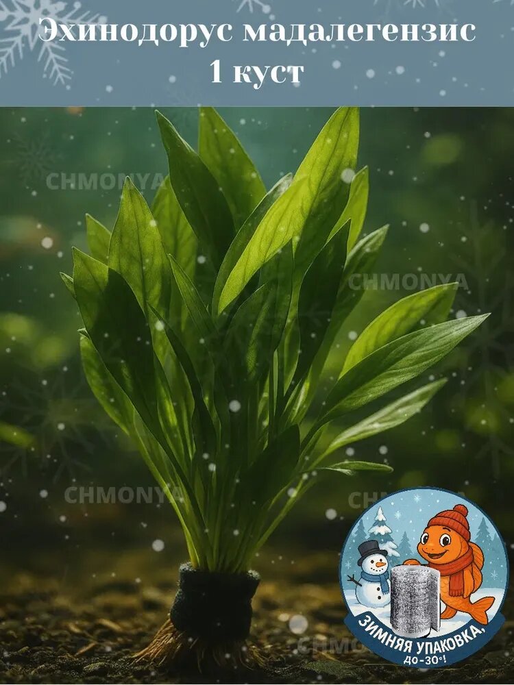 Аквариумное растение Эхинодорус Мадалегензис (echinodorus) , живое аквариумное растение
