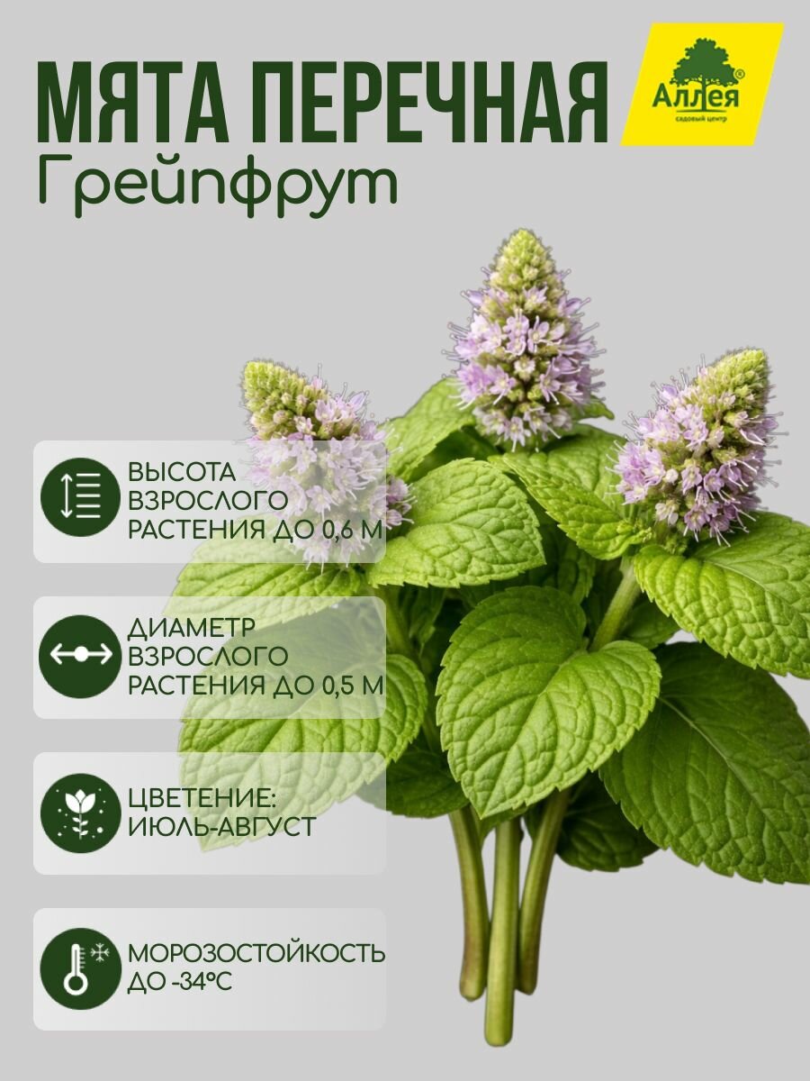 Мята перечная Mentha x piperita f. citrata Grapefruit Р9