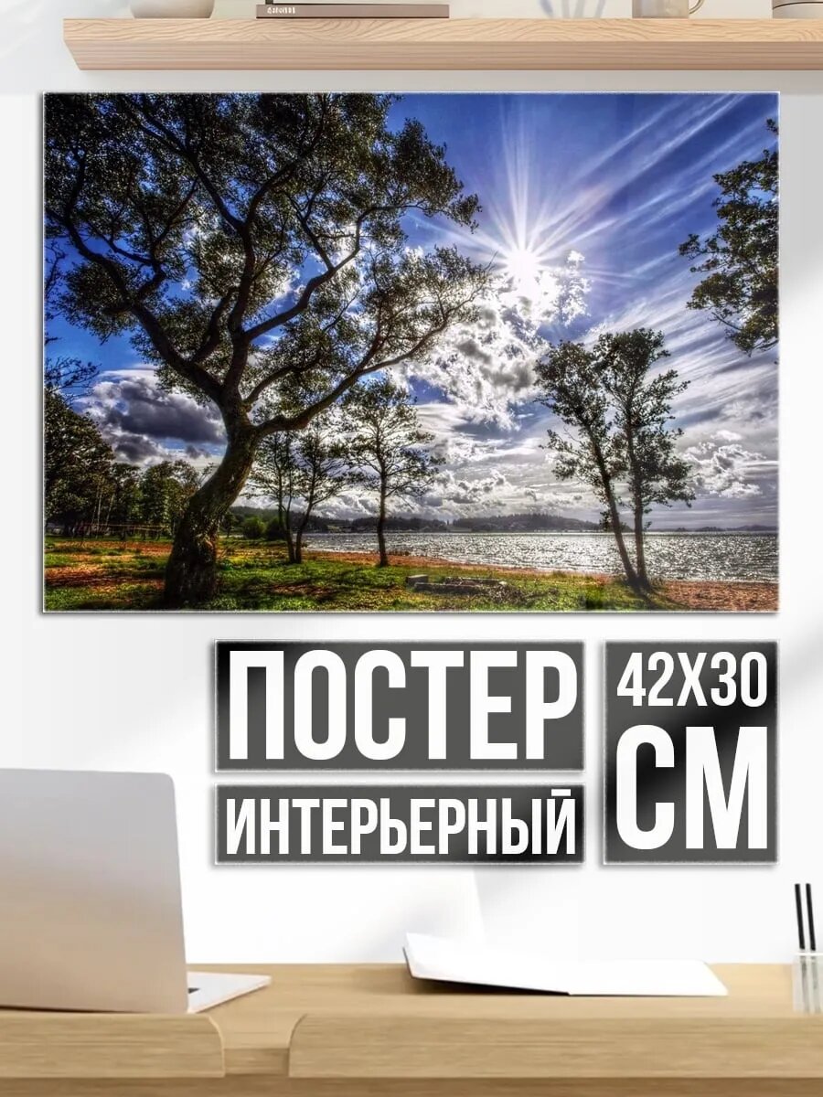Плакат постер солнечный лес