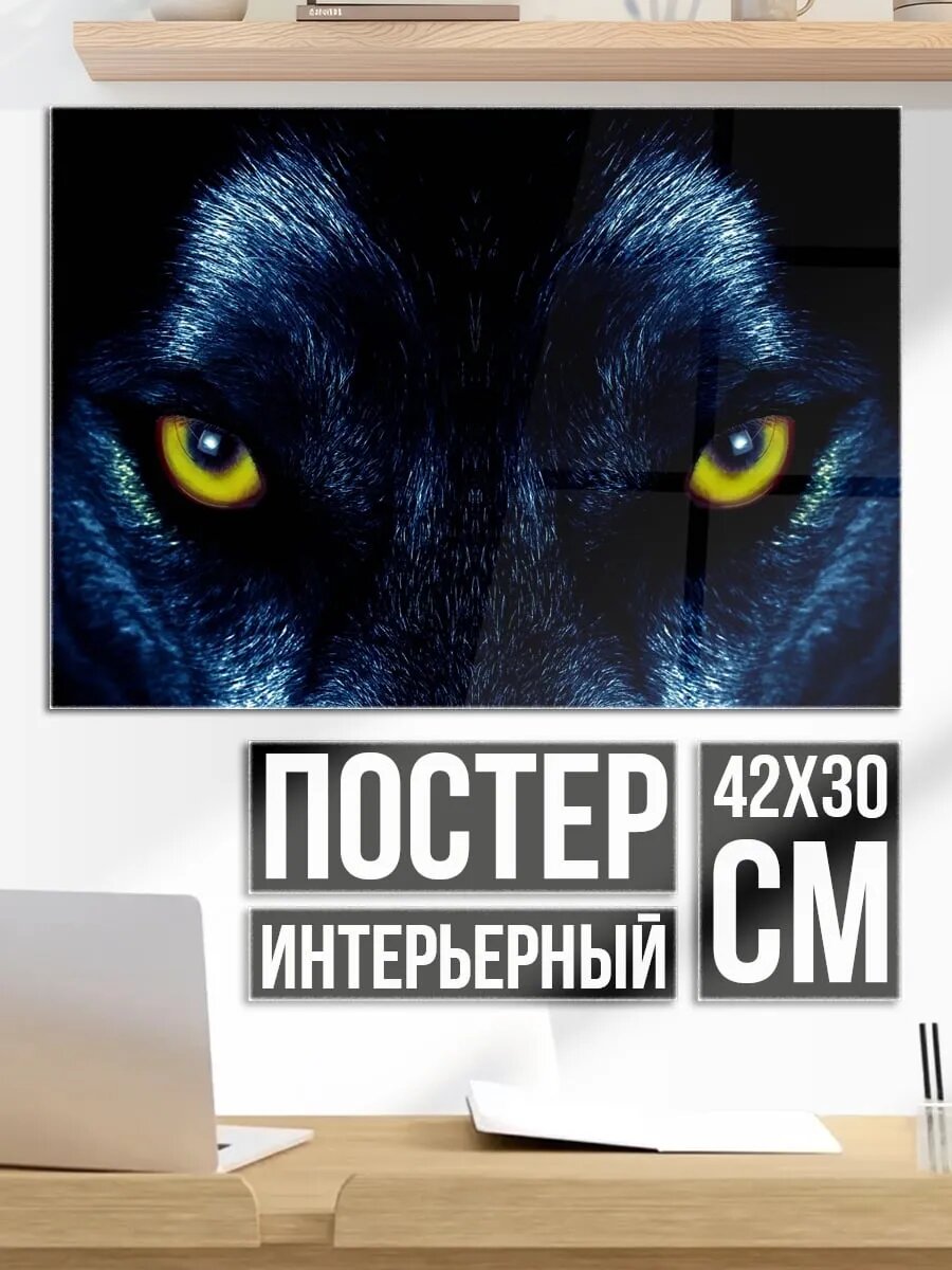 Плакат постер Волк глаза