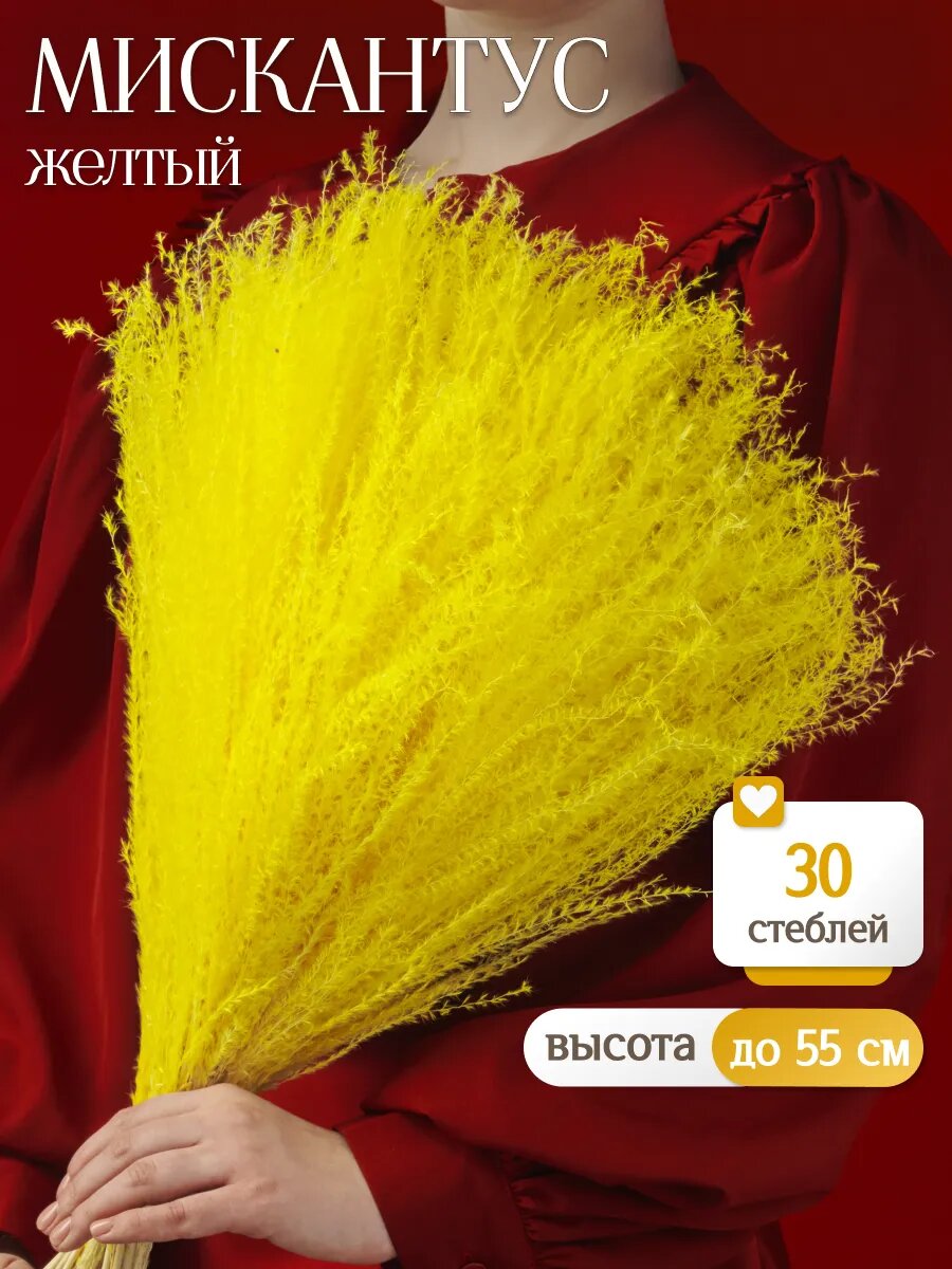 Мискантус жёлтый 30 шт, желтые сухоцветы для декора до 55 см, elka.bio