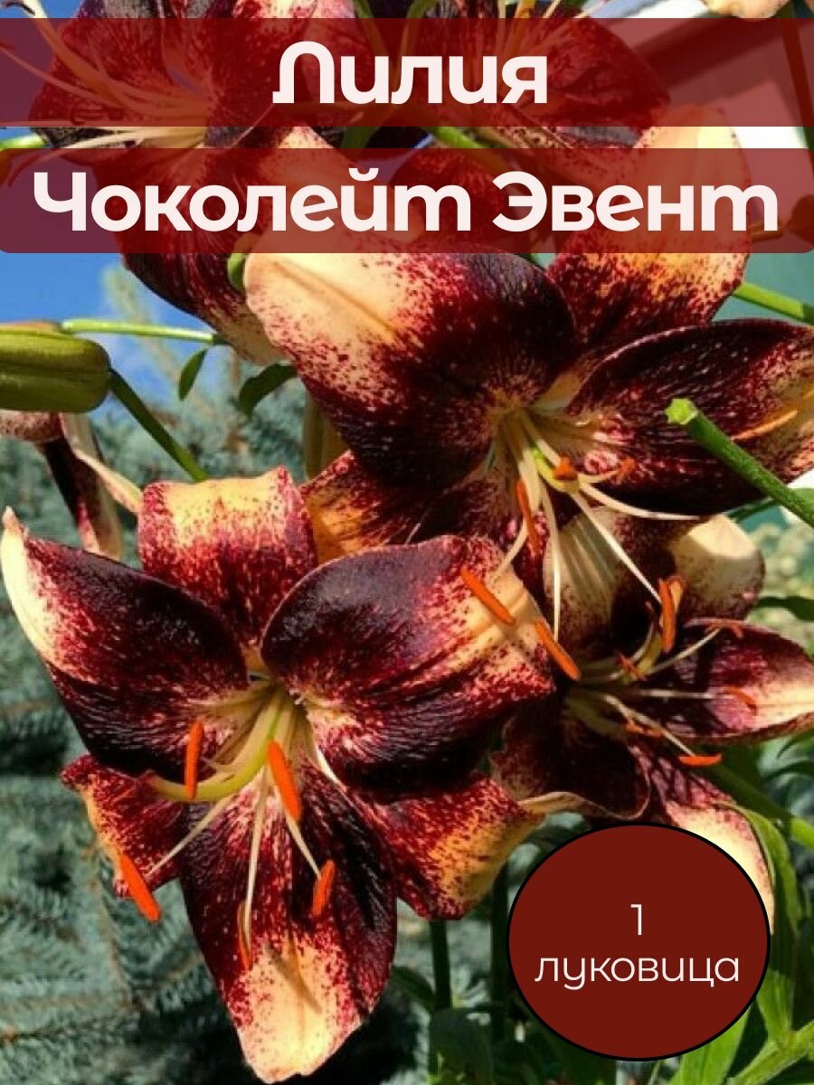 Луковицы Лилия Чоколейт Эвент 1 шт
