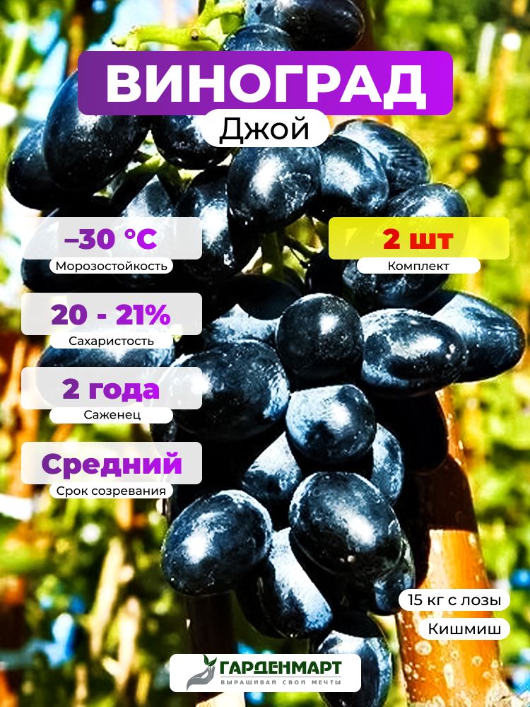 Саженец морозостойкий Виноград Кишмиш Джой, комплект 2 шт.