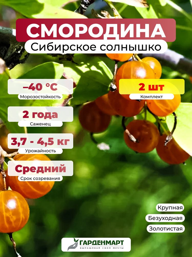 Саженец Смородина золотистая безуходная Сибирское солнышко, комплект 2 шт.