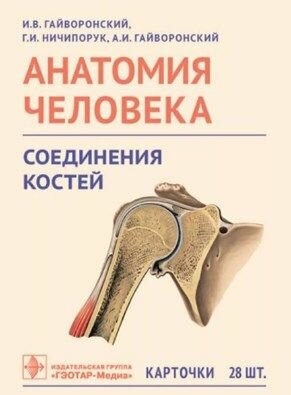 Анатомия человека. Соединения костей. Карточки : наглядное учебное пособие / И. В. Гайворонский, 2023. 28 двустор. карт.