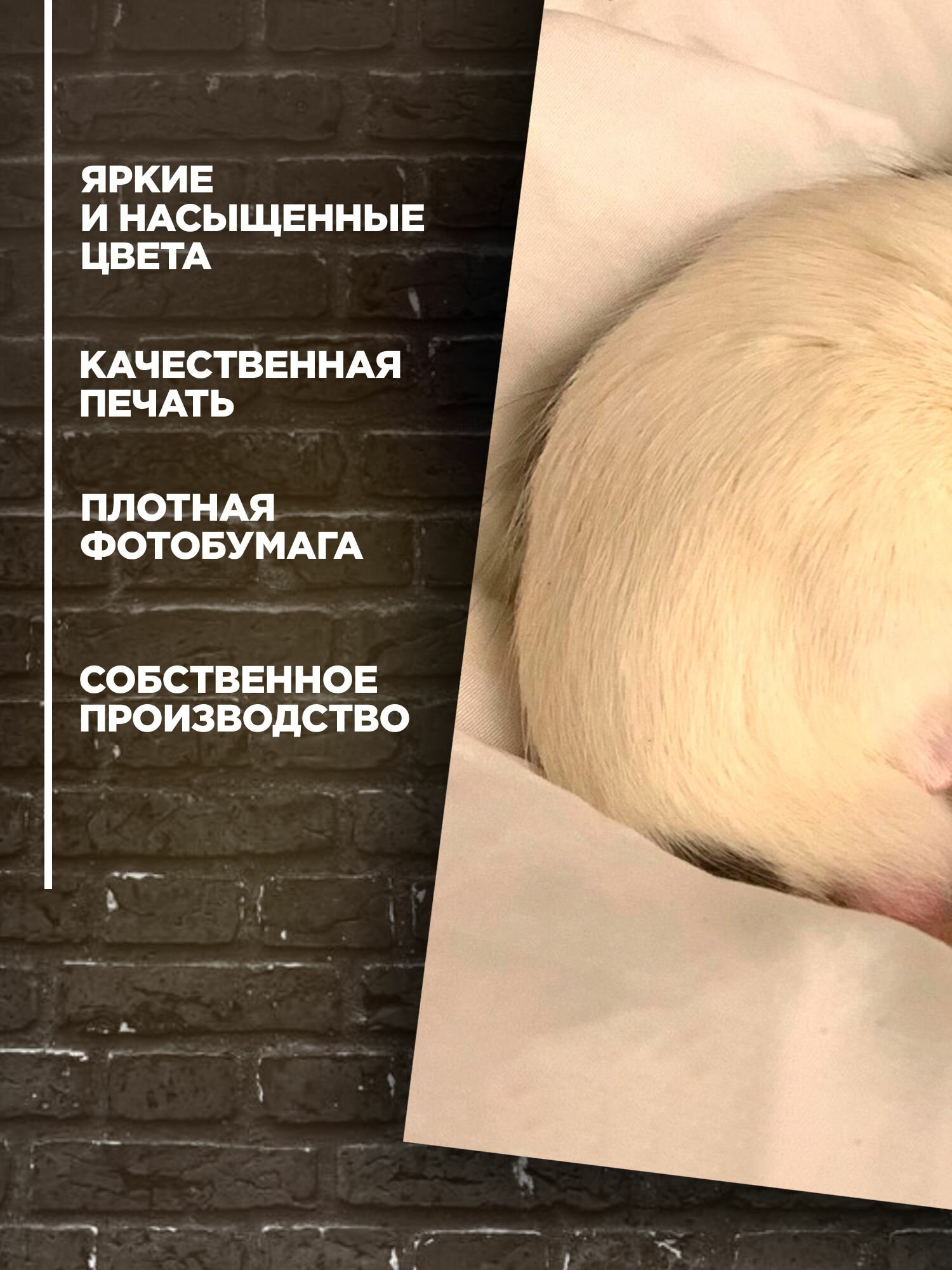 Постер Крысы, Эстетика — фото 1