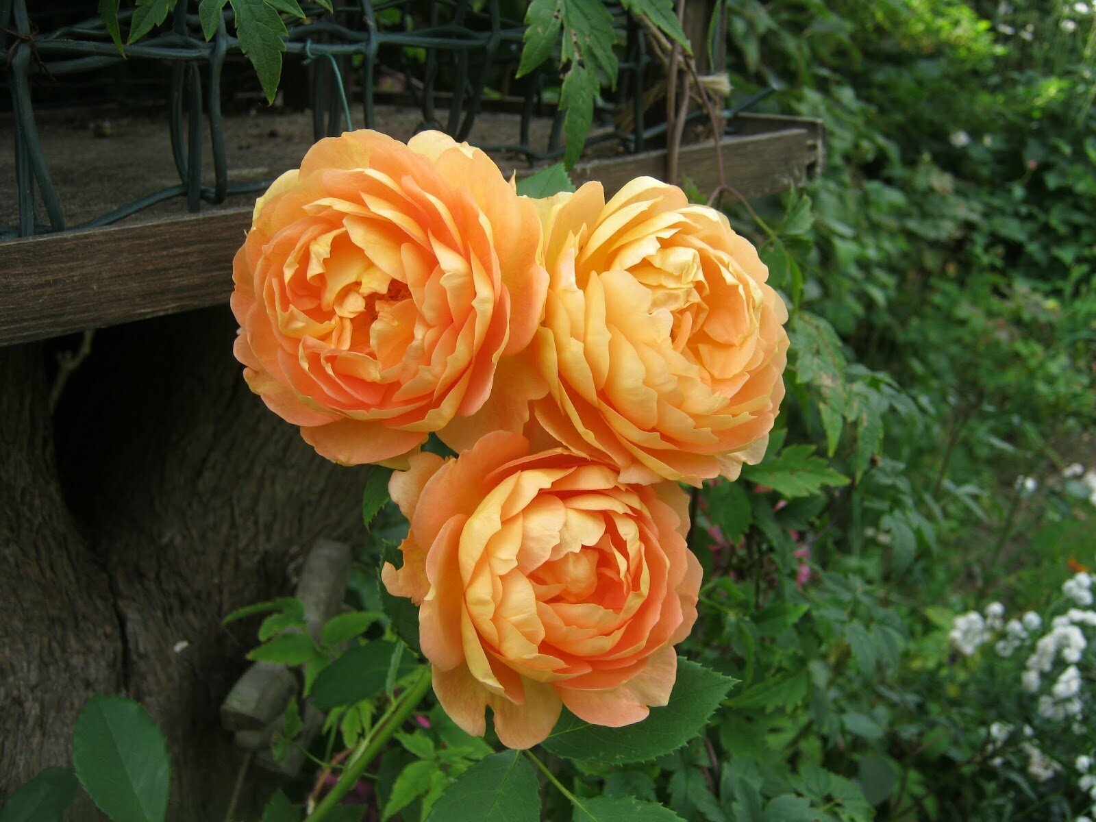 Роза английская Леди оф Шалот (Lady of Shalott) / 1 шт, морозостойкий сорт