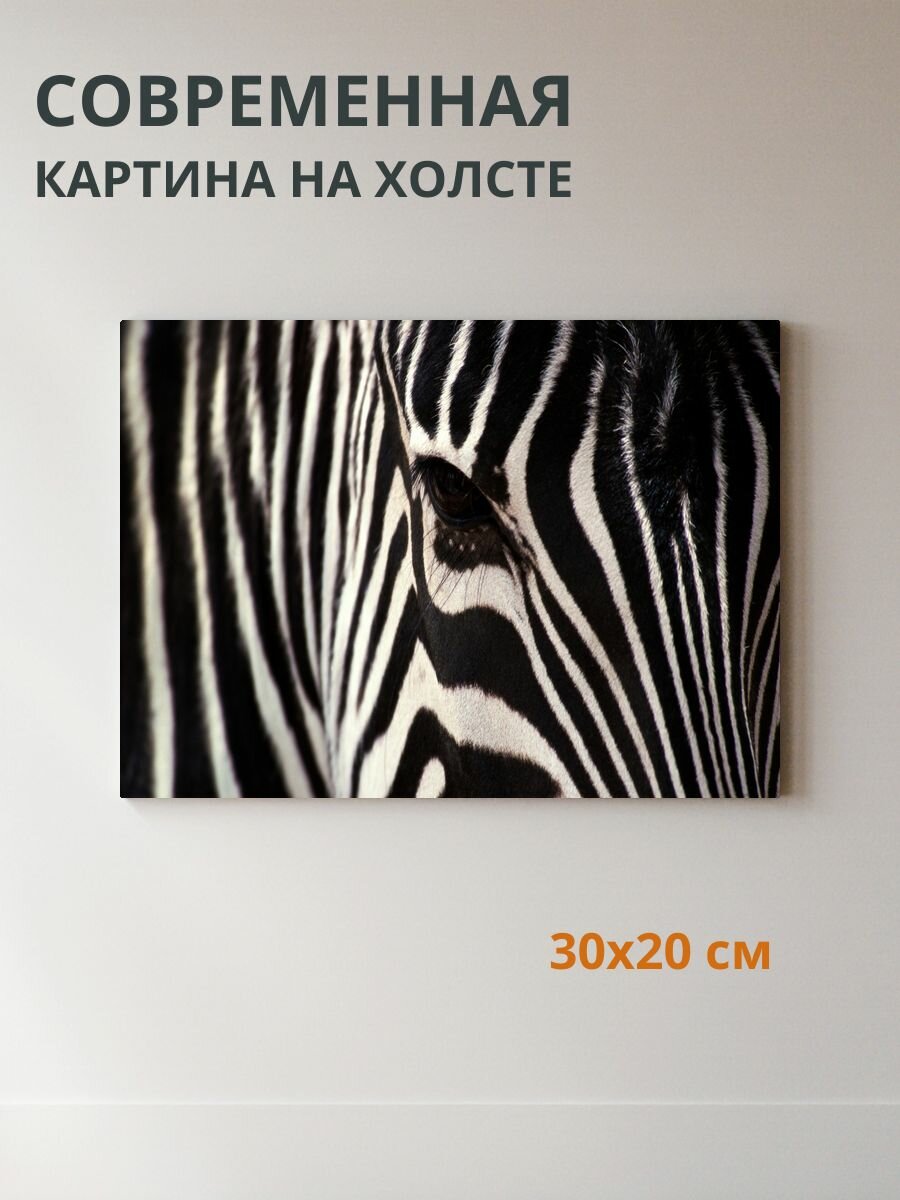 Картина на холсте Зебра 30x20 см