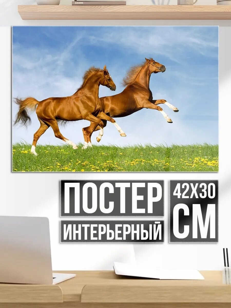 Плакат постер два коня