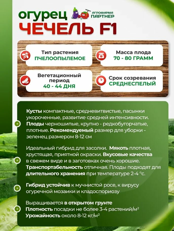 Семена огурцов Чечель — фото 1