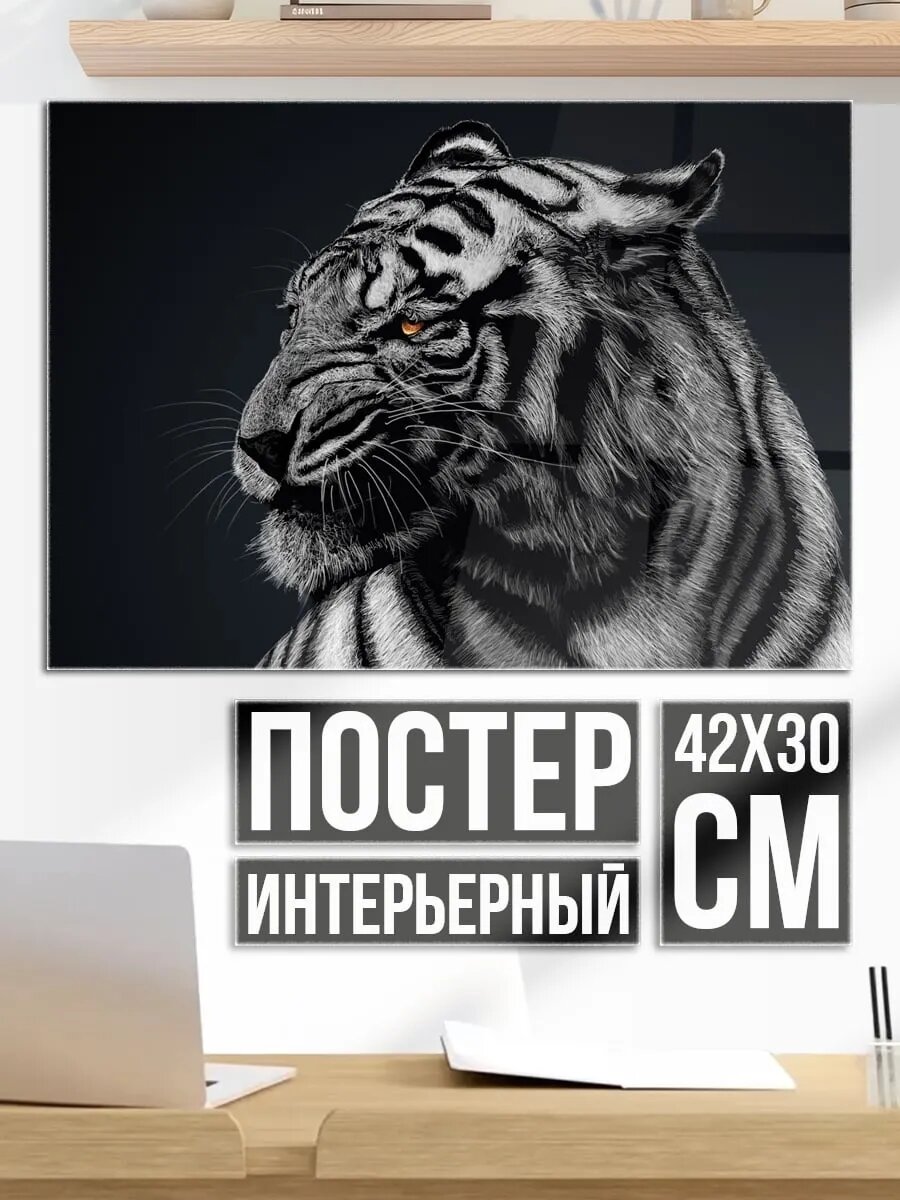 Плакат постер Белый тигр в тени