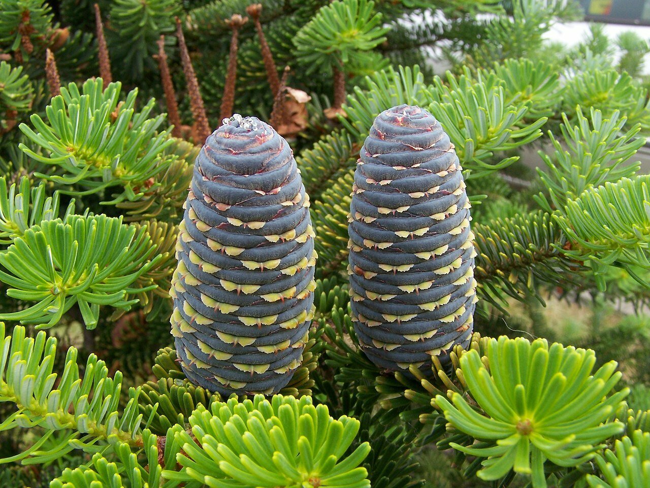 Пихта корейская (Abies koreana) - 40-60, Контейнер: С5