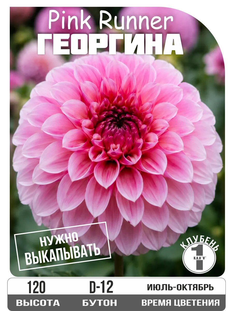 Георгины Пинк Раннер клубни многолетние 1 шт.