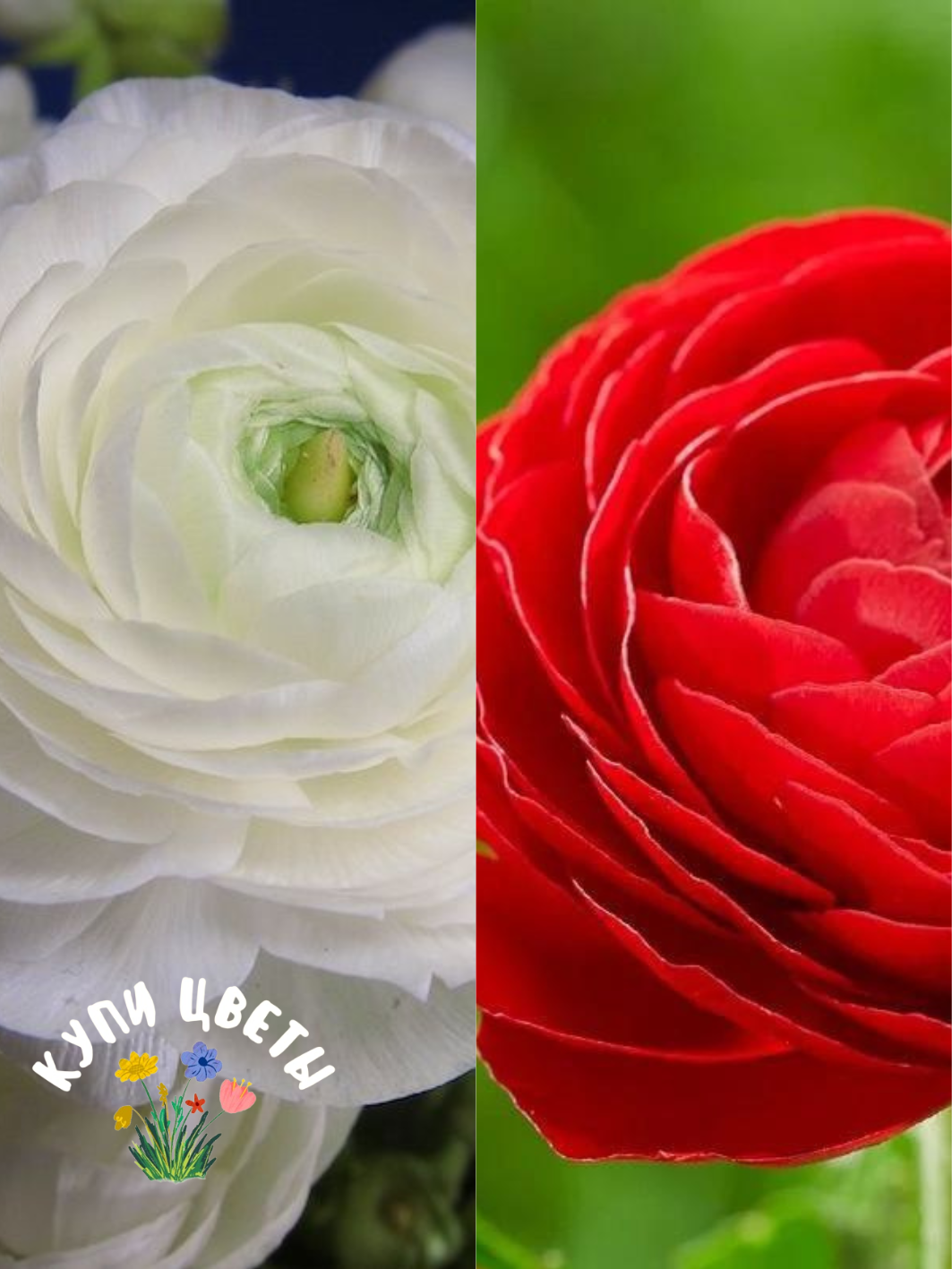 Луковицы цветов, TWIN Ранункулюсы WHITE 5шт - RED 5шт (10 луковиц)