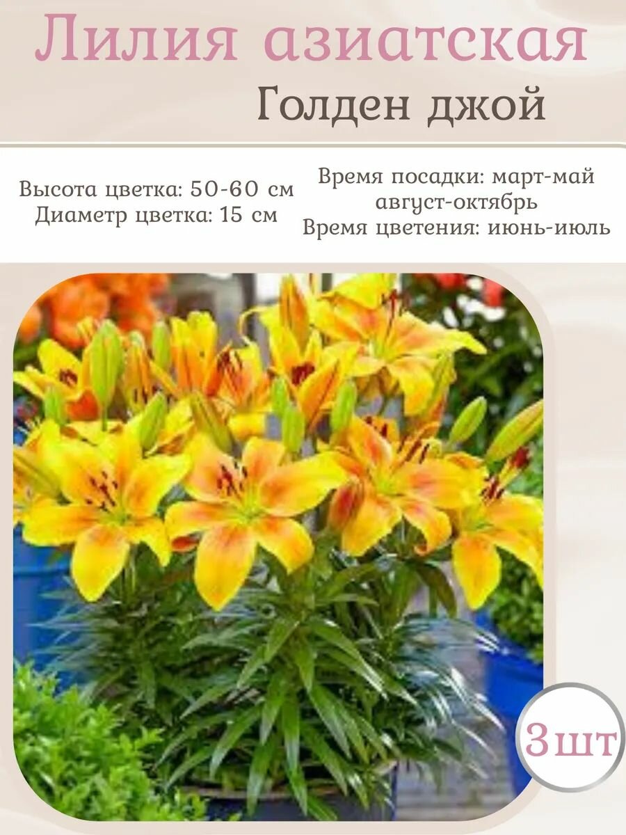 Луковицы лилии многолетние, новые популярные сорта 3 штуки