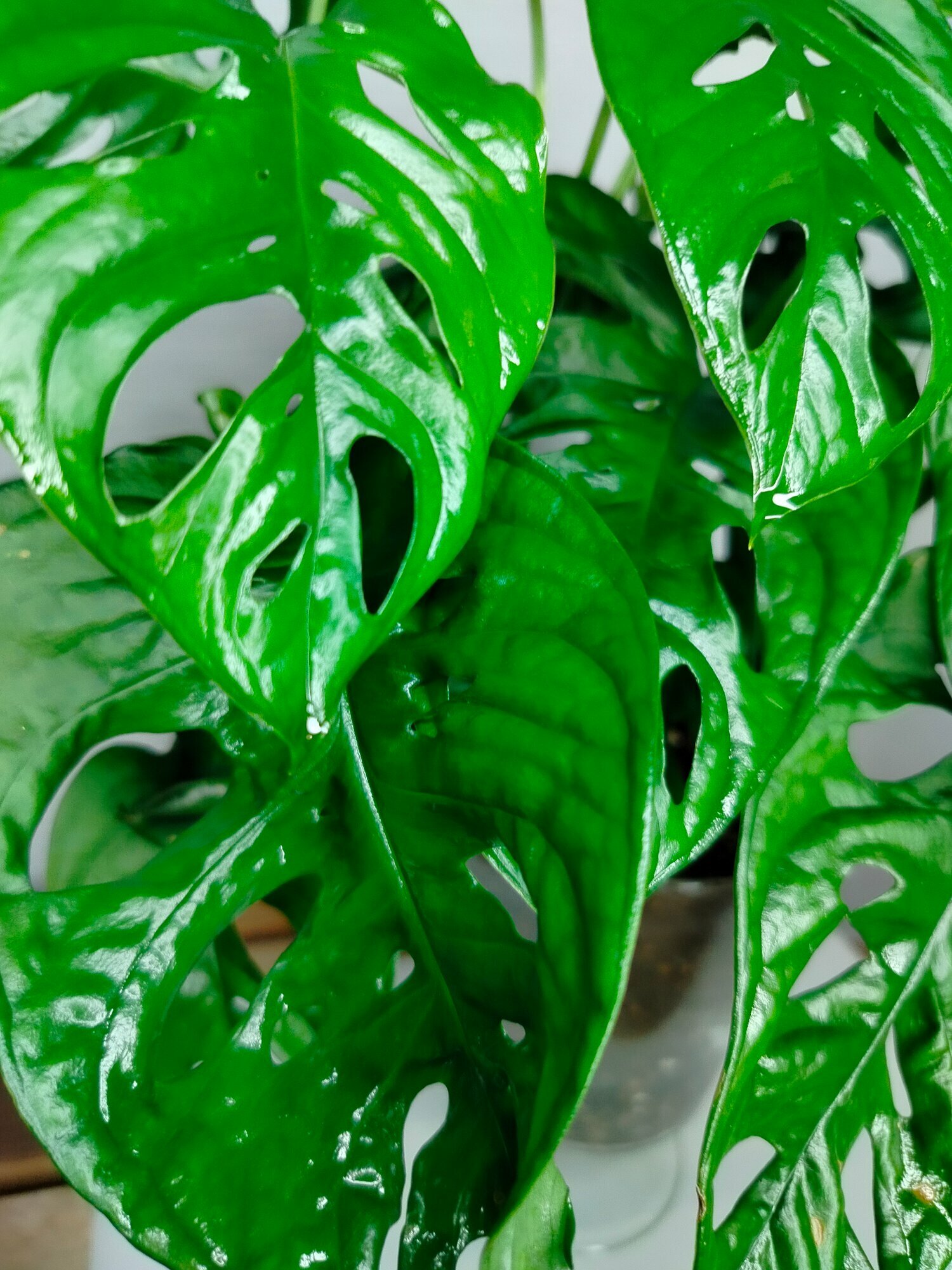 Комнатное растение - монстера манки ( Monstera Monkey Mask) - обезьянья маска