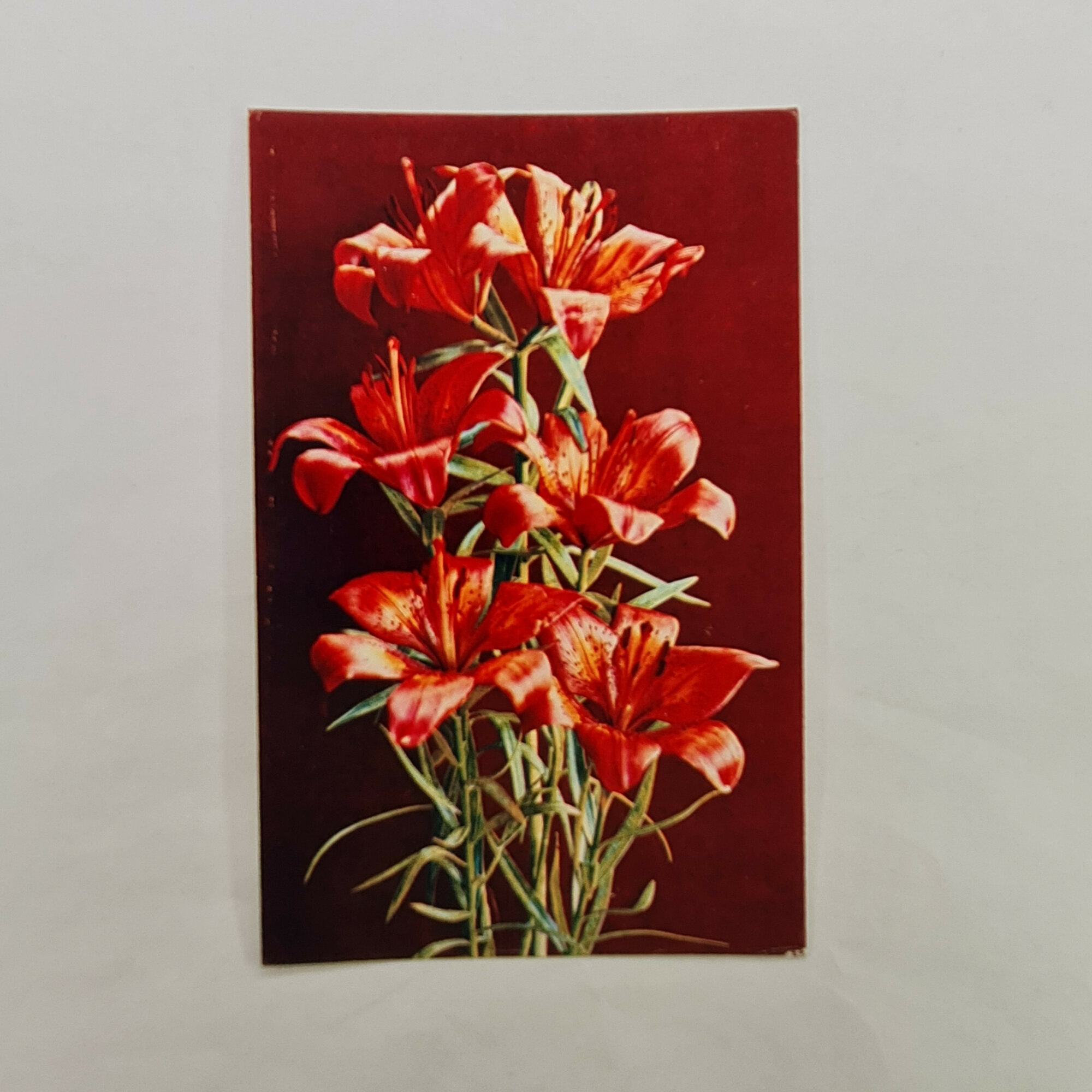Открытка советская СССР. Лилии, цветы на темном фоне, фото Г. Костенко, издательство Планета. винтаж