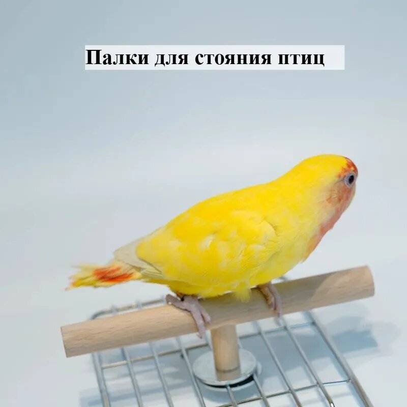 1 Pet Bird Parrot Standing Stick / Стоячая палка для рюкзаков и клеток домашних птиц, поилки