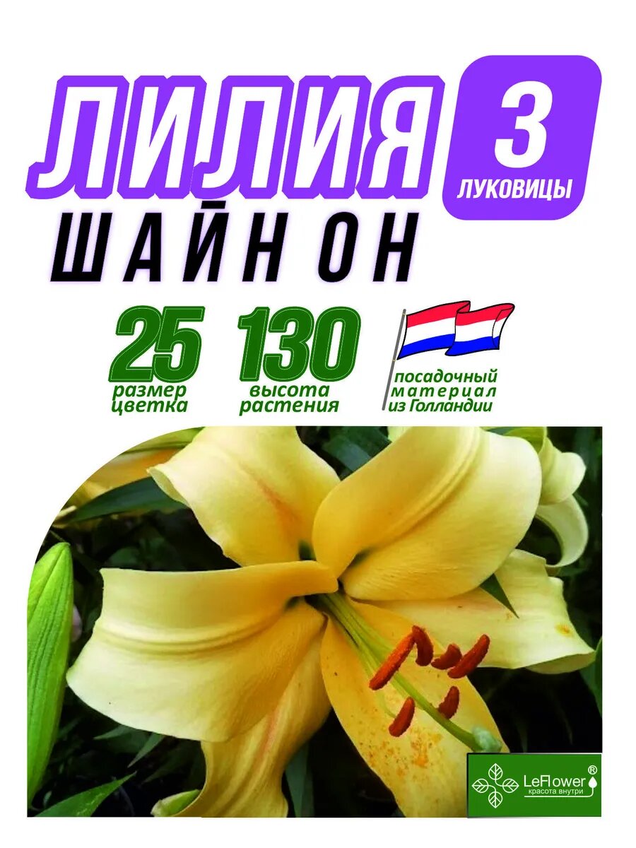 Лилия Луковица, Шайн он, 3 шт
