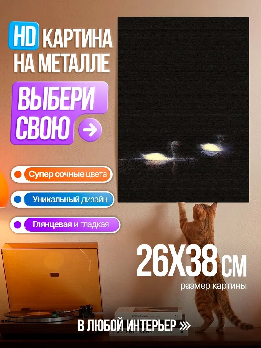 Картина на HD металле Два лебедя в темноте