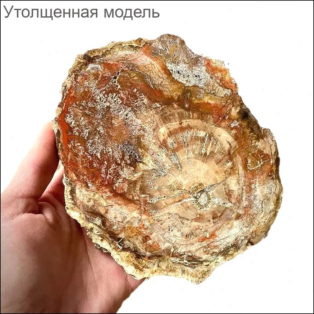 Натуральный сланец окаменелого дерева: пластины 100-150 г, (коллекционный экземпляр)