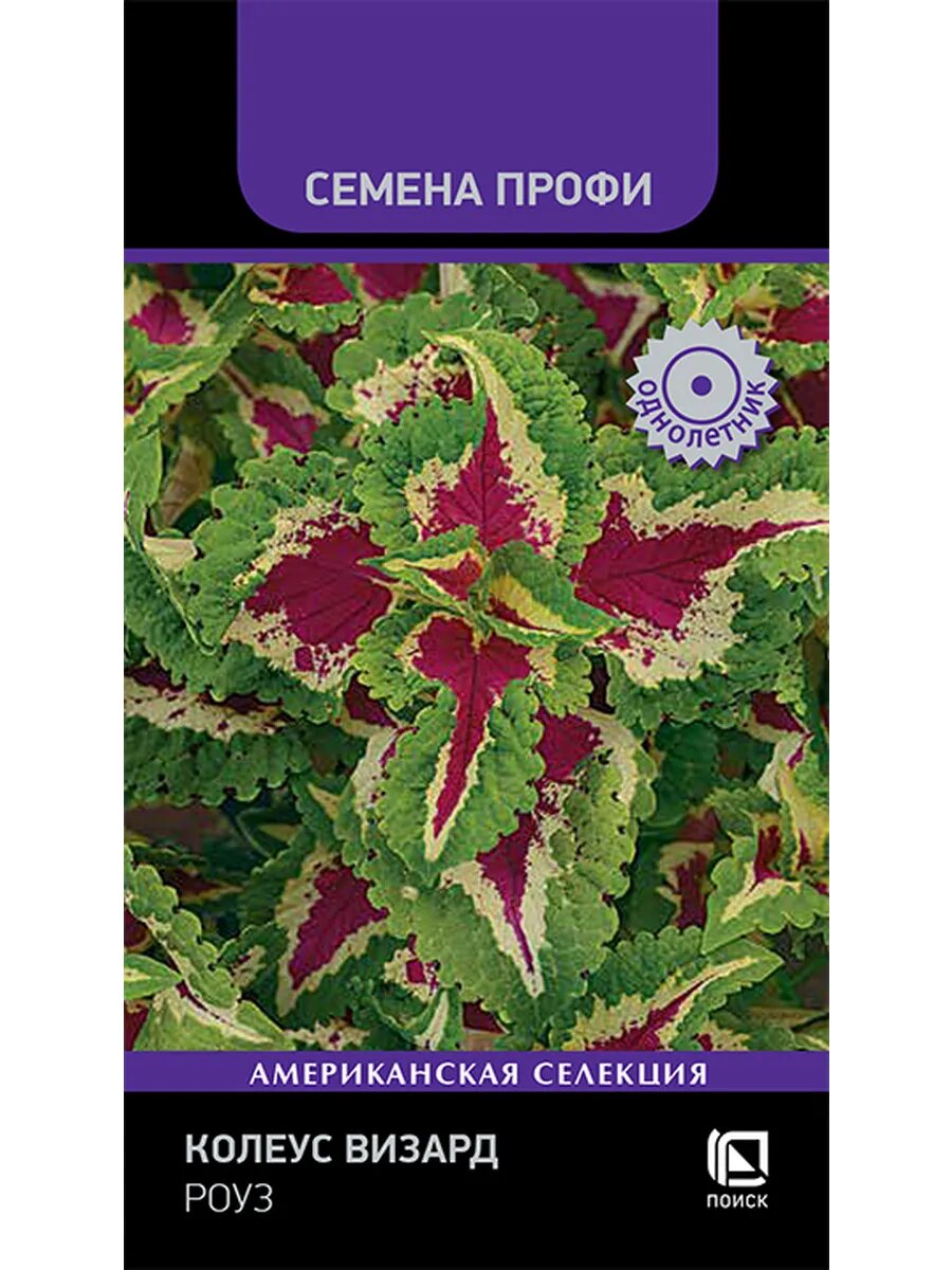 Семена цветов Поиск колеус Визард Роуз 10 шт.