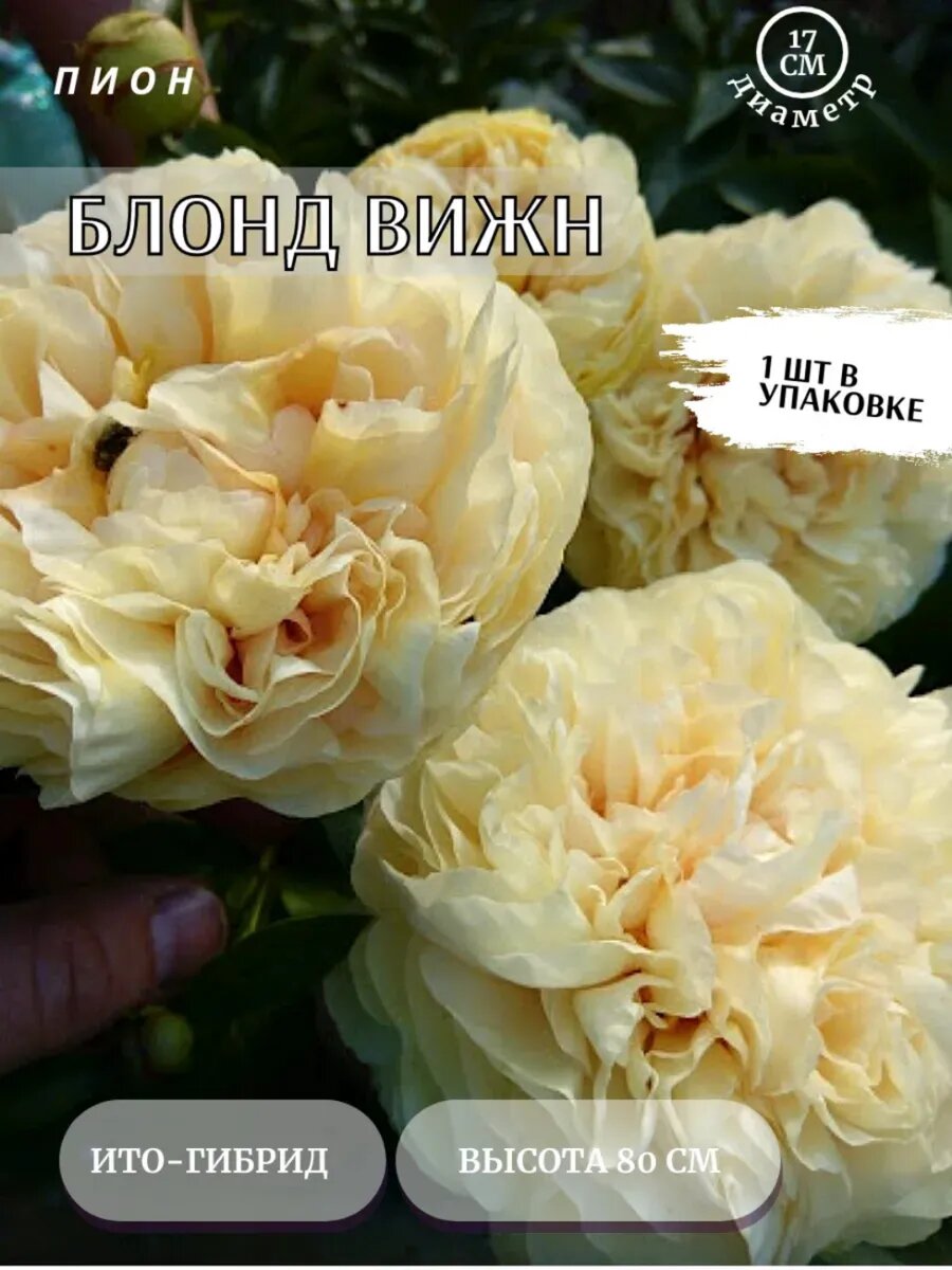 Многолетний пион. Блонд вижн