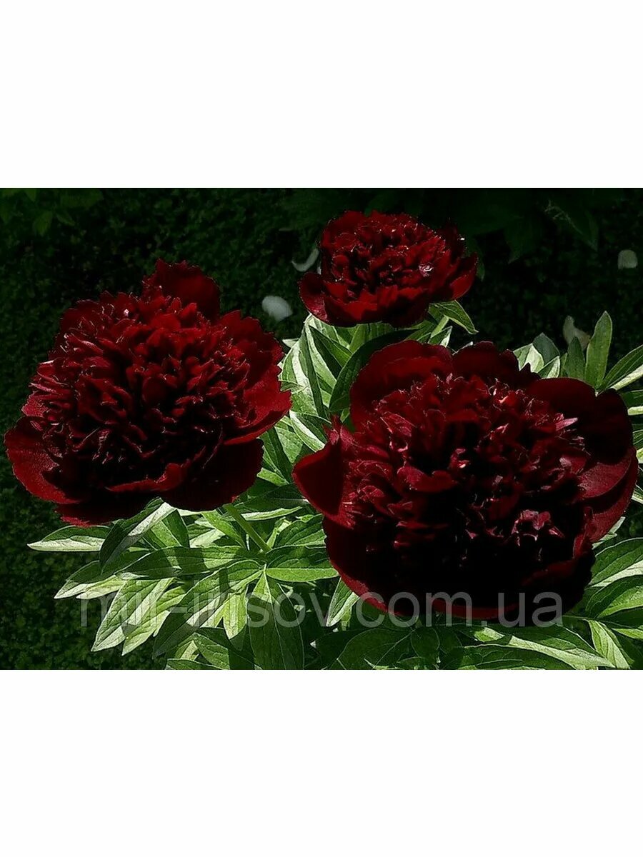 Пион Музыка Весны