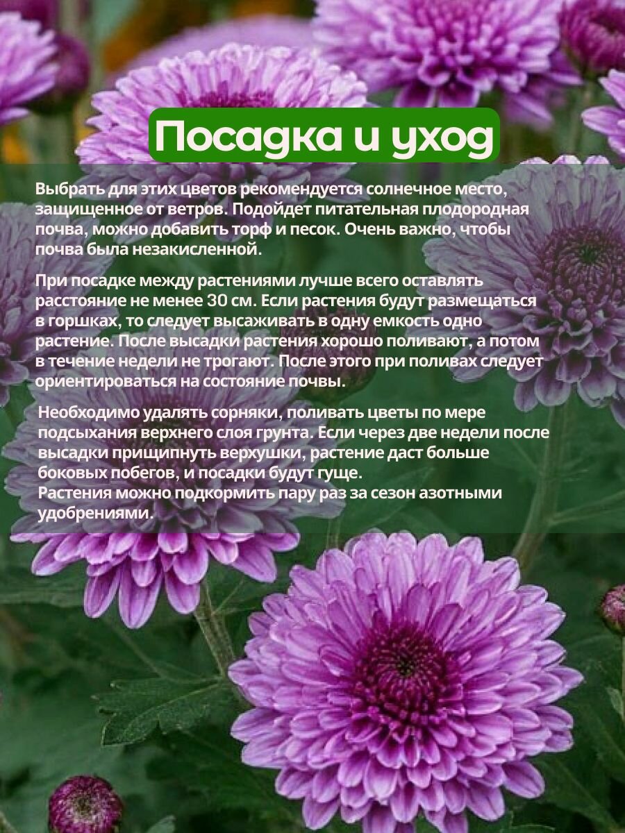 Хризантема Брансаунд Пурпл — фото 1