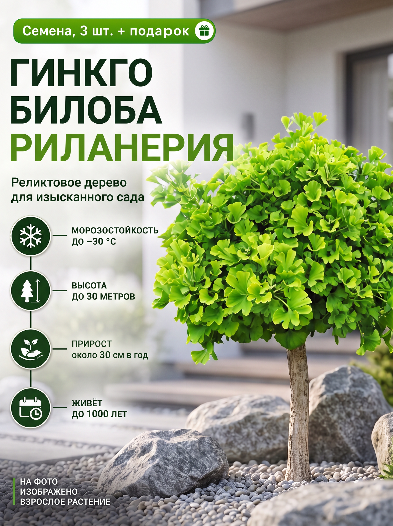 Семена Гинкго Билоба Риланерия, 3 шт, декоративное лекарственное листопадное дерево для сада