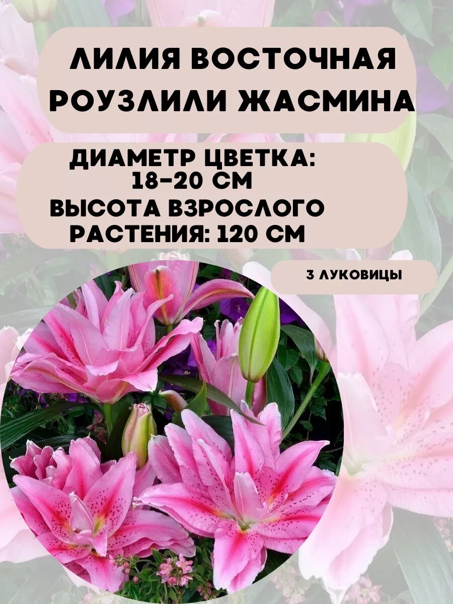 Лилия матаргон; Восточные лилии; Азиатская лилия