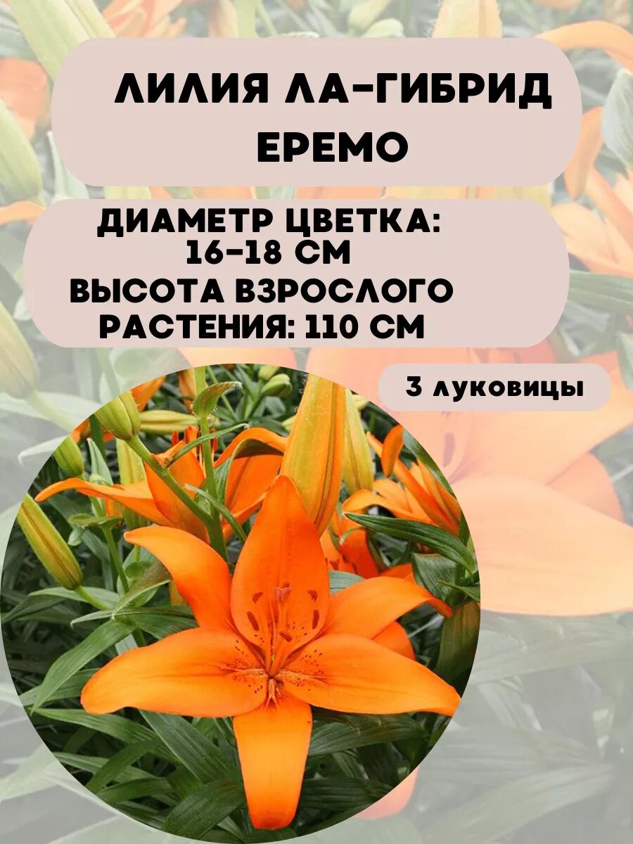 Лилия азиатская/Луковицы лилии