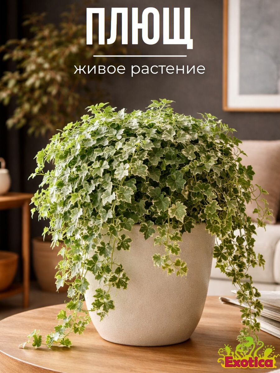 Хедера Хеликс Вариегата, Плющ Вариегатный (Hedera Helix Variegata) D9см, комнатное растение