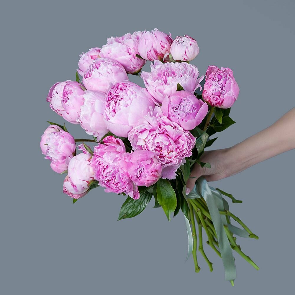 Пионы розовые "Sarah Bernhardt" под ленту, «Голландия», 19 шт