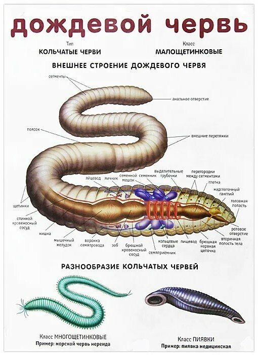 Плакат двухсторонний "Дождевой червь / Свиной цепень" (48х68см, лам.)