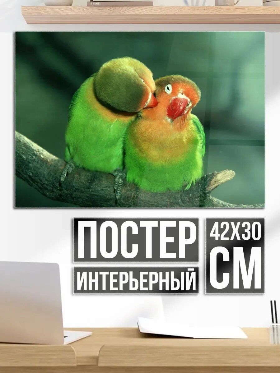 Плакат постер два попугая