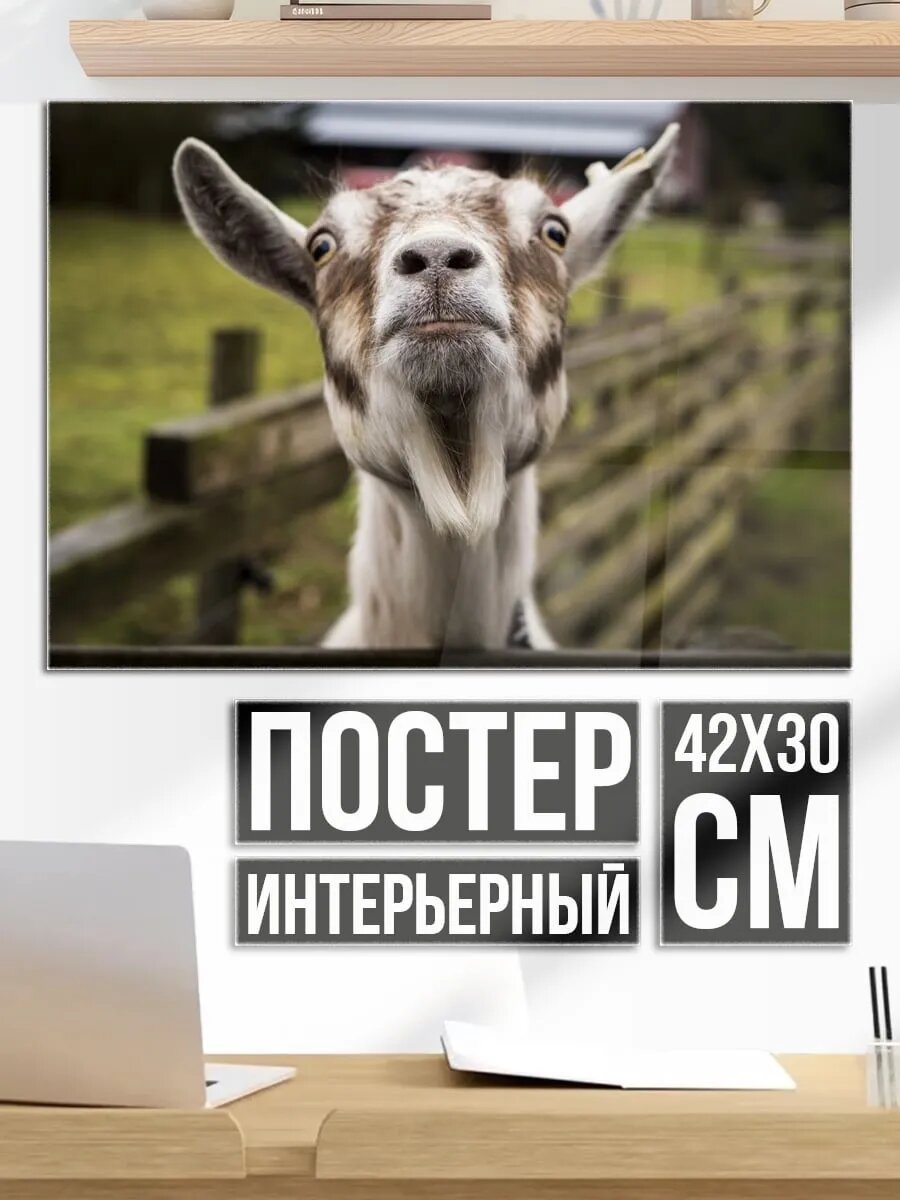 Плакат постер Любопытная коза