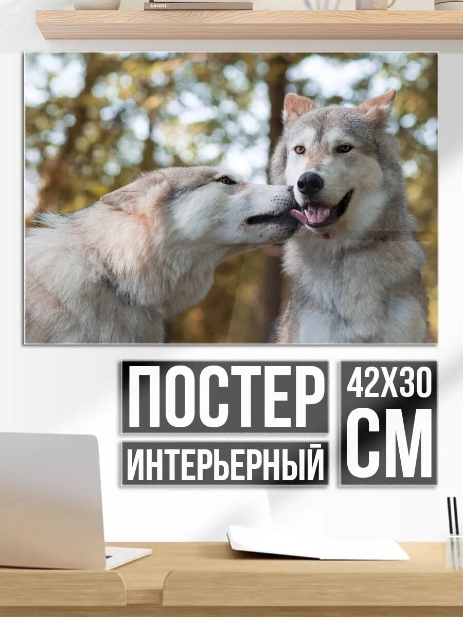 Плакат постер Два волка целуются