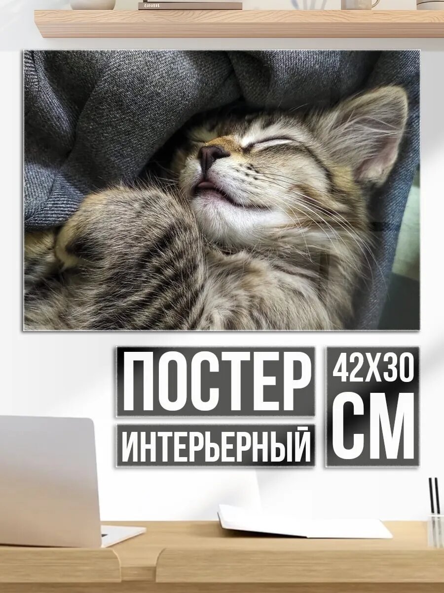 Плакат постер Спящий котенок