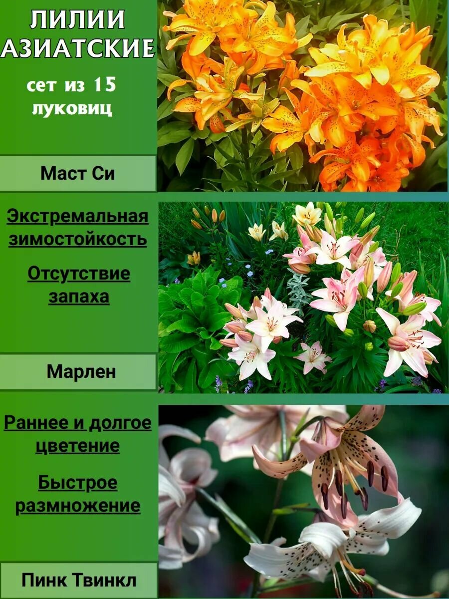 Луковицы лилий азиатских, сет из 3 сортов (по 5 шт.)