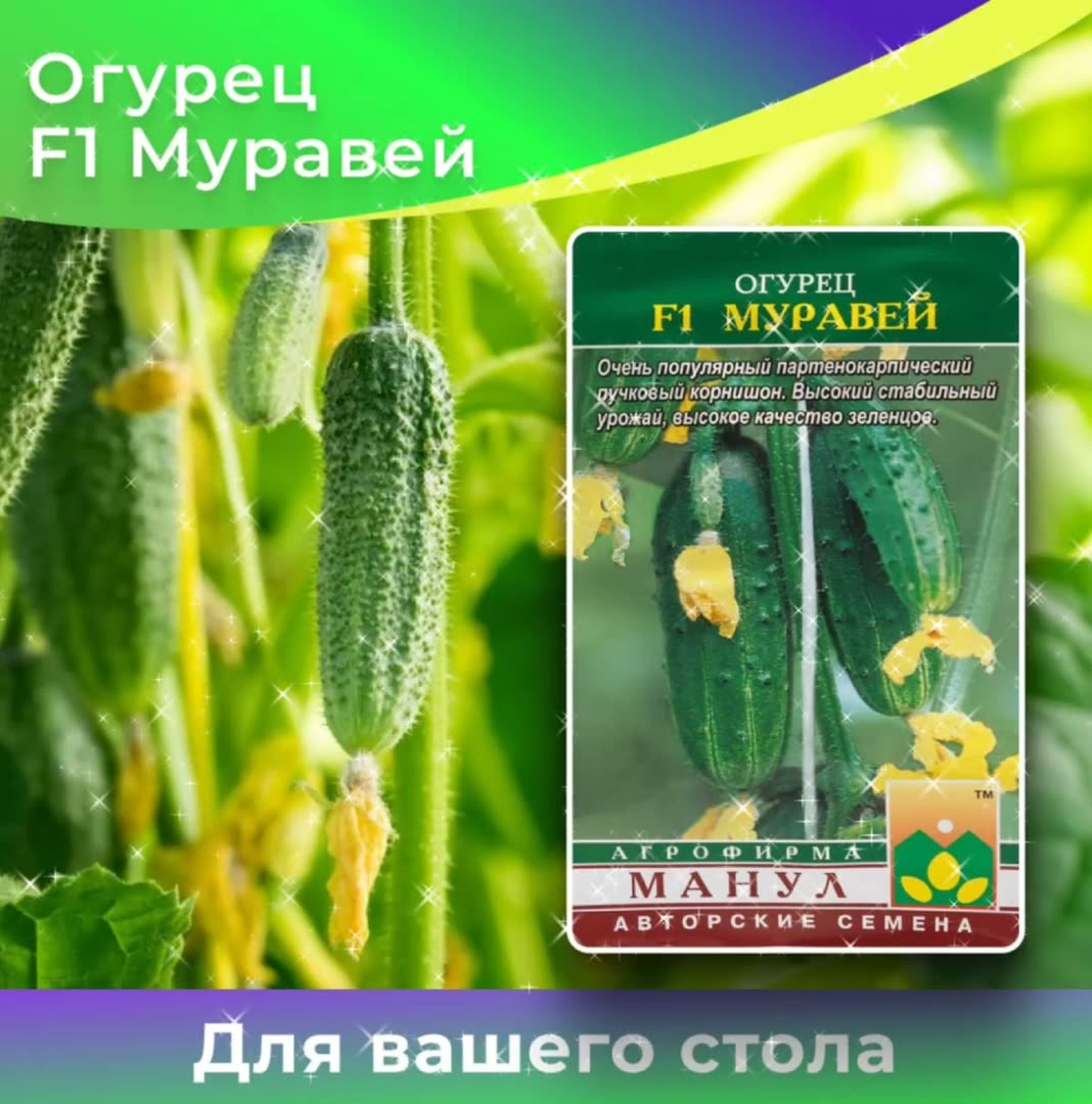 Семена огурца "Муравей" F1, скороспелые гибридные семена, 5г — фото 1
