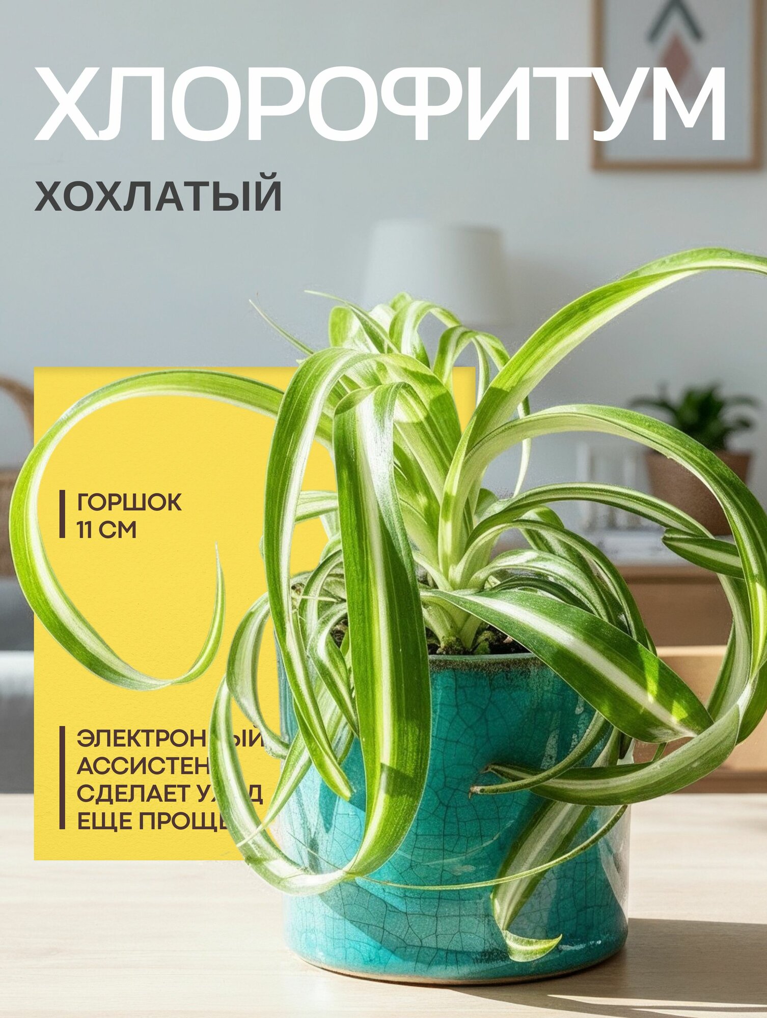 Хлорофитум Хохлатый живое комнатное растение