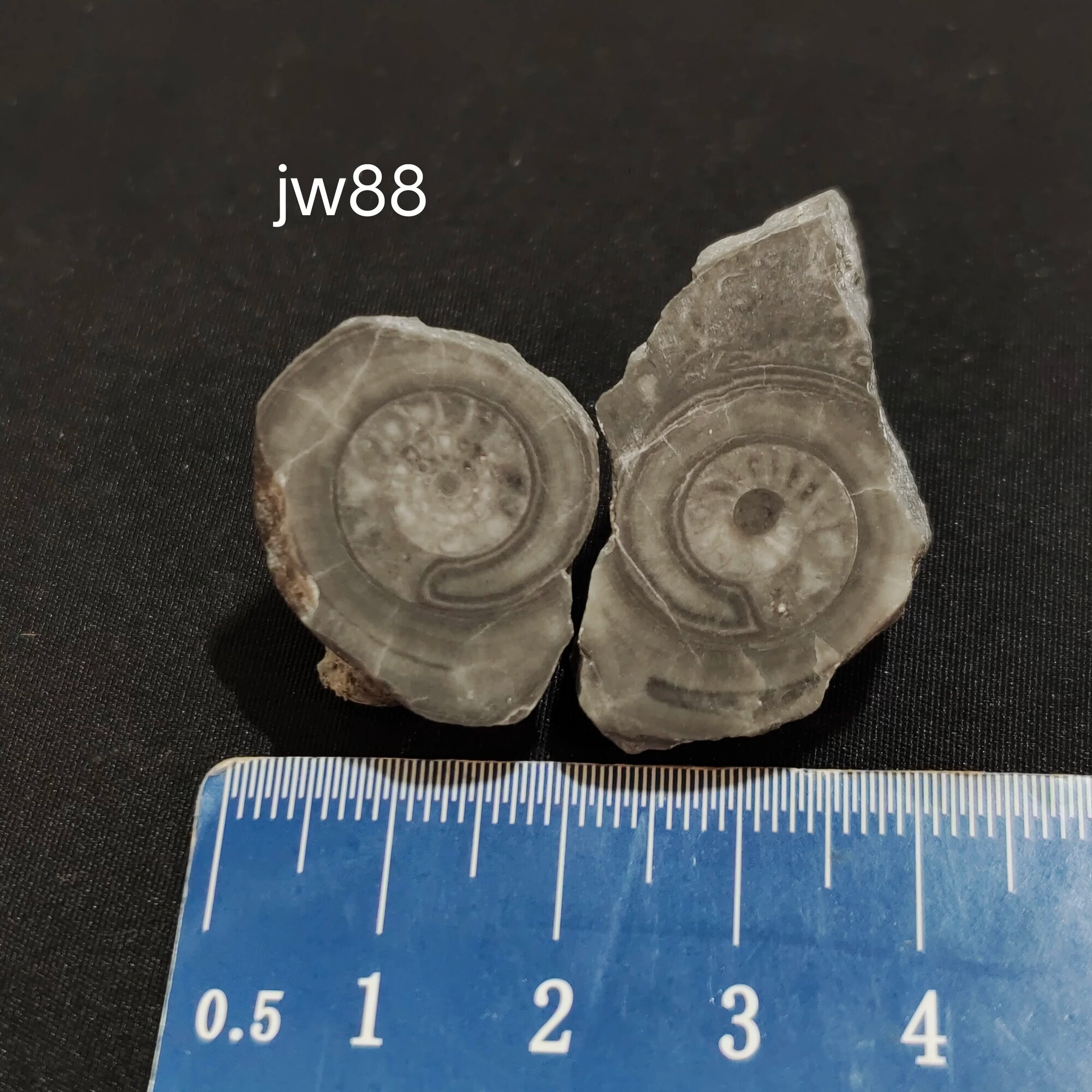 Аммонит Acanthopora с плоской пластиной, тонко отполированный, премиум-класса, из периода Кембрия, Acanthopora из