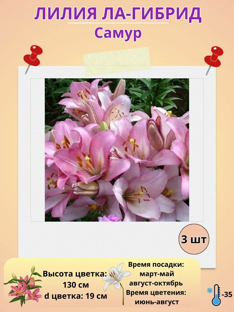 Лилия луковицы, многолетние цветы для посадки,3 штуки