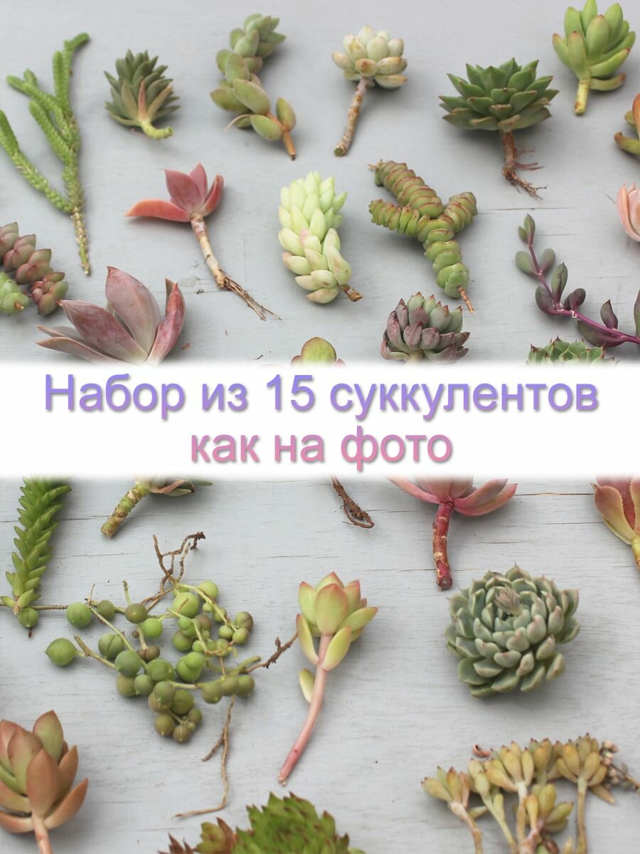 Набор микс из 15 живых суккулентов 2-3 см. черенков для выращивания