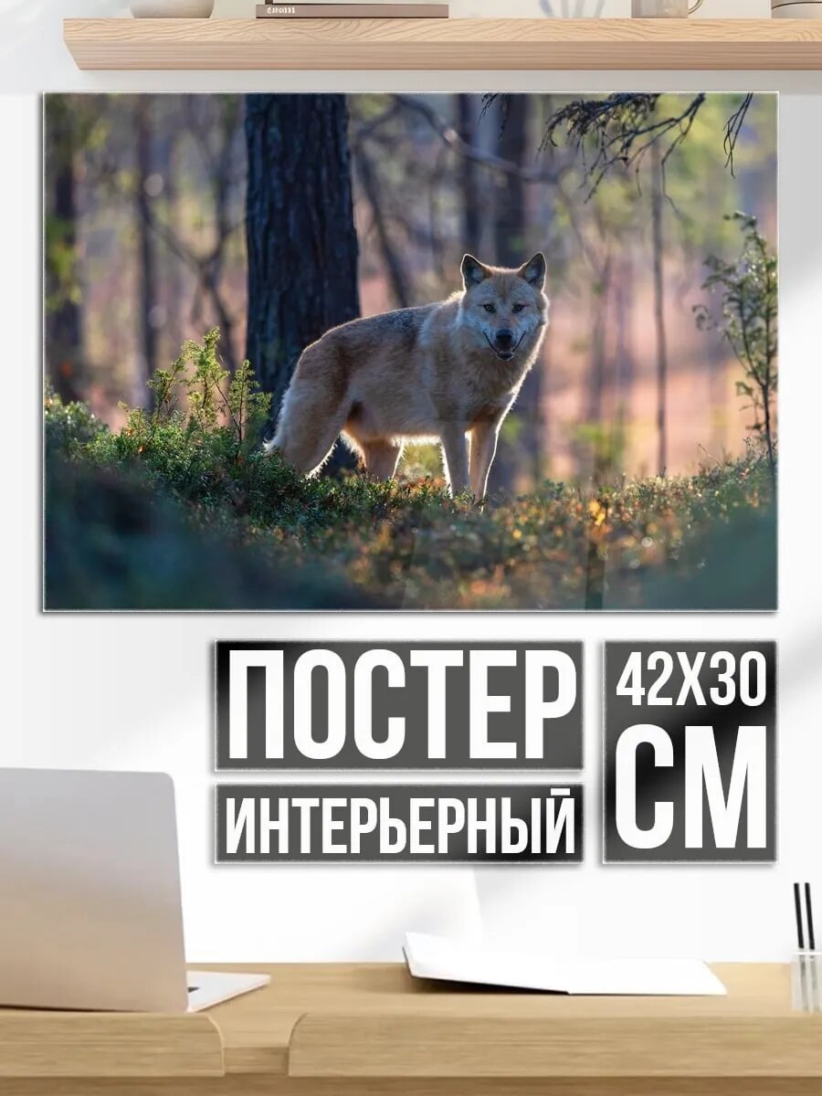 Плакат постер Волк в лесу