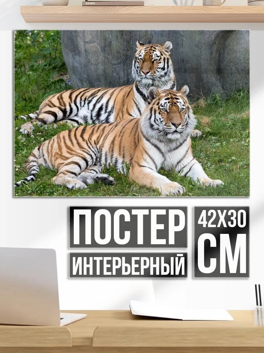 Плакат постер Два тигра отдыхают