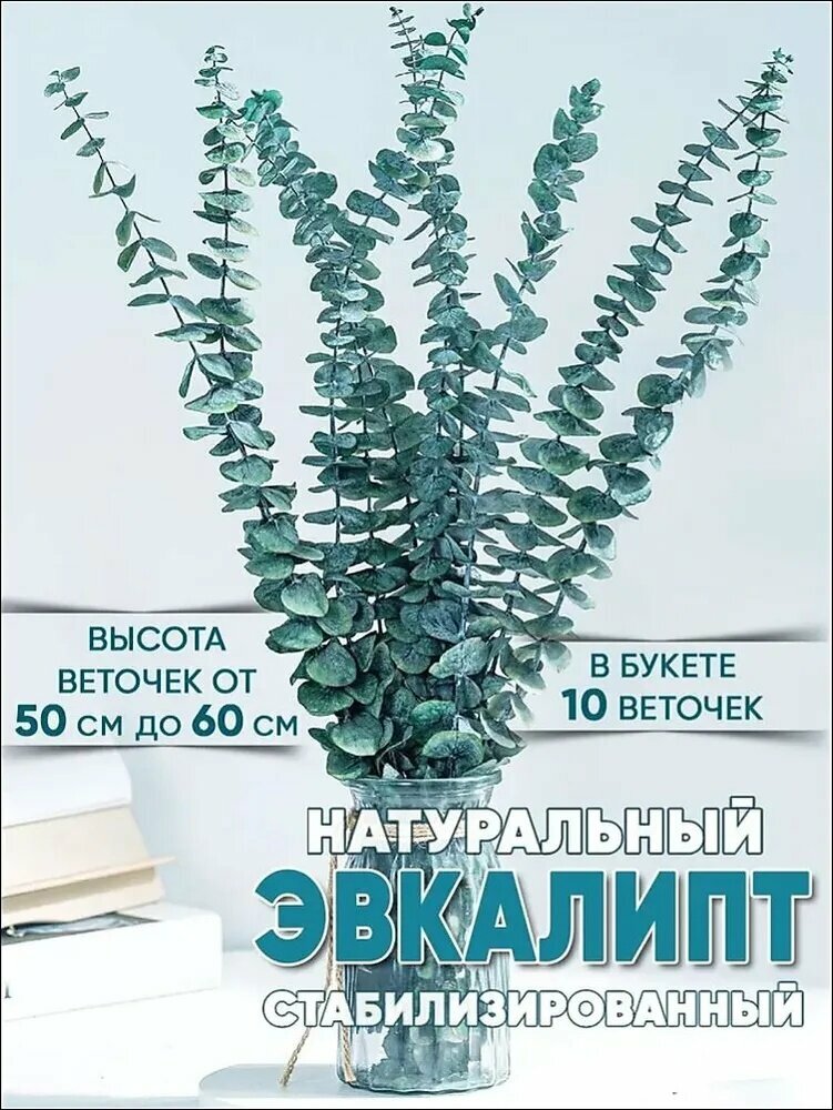 Сухоцветы Эвкалипт, 55 см, 120 гр, 1 шт
